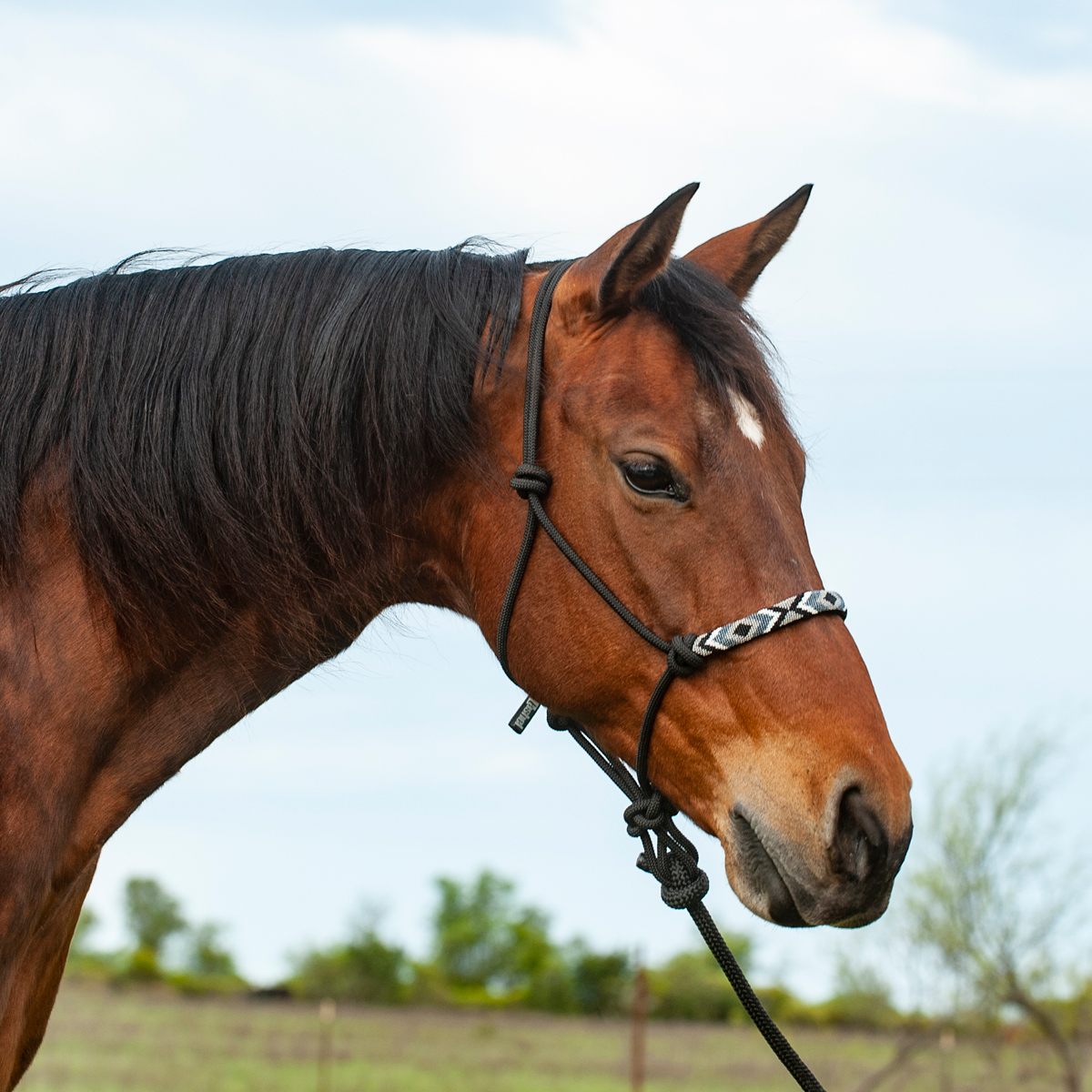 Cashel Beaded Rope Halter with Leadrope – Cowboy Headquarters